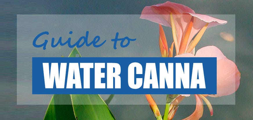 How to Plant & Grow Water Canna in Ponds (Canna erebus) - Pond Informer