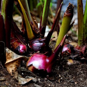 How to Plant & Grow Water Canna in Ponds (Canna erebus) - Pond Informer