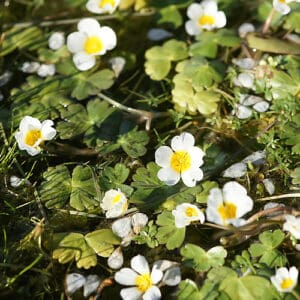 How to Plant & Grow Water Crowfoot (Ranunculus aquatilis) - Pond Informer
