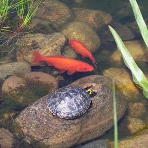 Aquatic Worms Facts (Limnodrilus hoffmeisteri) - Pond Informer