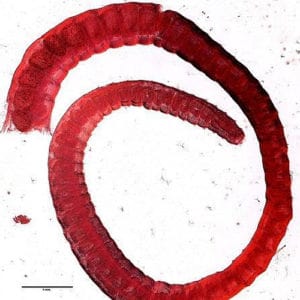 Aquatic Worms Facts (Limnodrilus hoffmeisteri) - Pond Informer