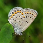 How to Plant & Grow Common Skullcap (Scutellaria galericulata) - Pond ...