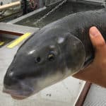 List of Pyramid Lake Fish Species (Updated) - Pond Informer