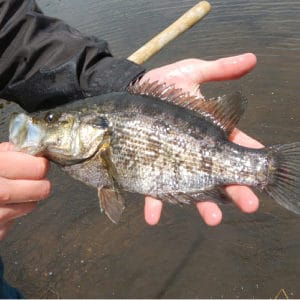 List of Pyramid Lake Fish Species (Updated) - Pond Informer