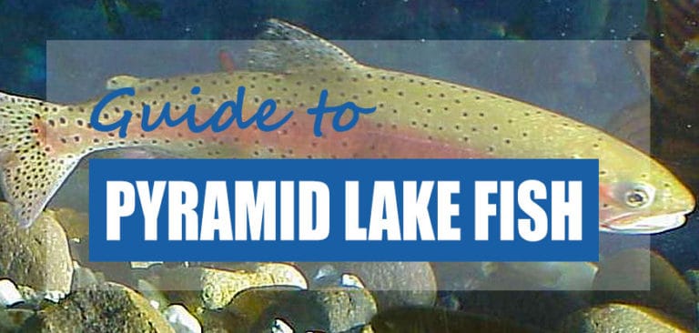 List of Pyramid Lake Fish Species 2022 [Updated] - Pond Informer