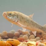 List of Pyramid Lake Fish Species (Updated) - Pond Informer