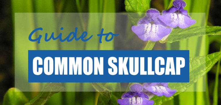 How to Plant & Grow Common Skullcap (Scutellaria galericulata) - Pond ...