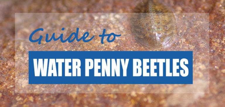 Water Penny Beetle Facts & Information Guide 2023 (Psephenidae) - Pond ...