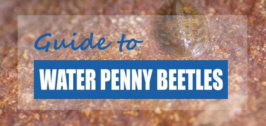 Water Penny Beetle Facts & Information Psephenidae) - Pond Informer