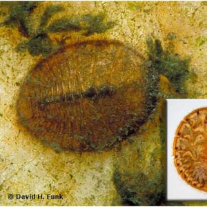 Water Penny Beetle Facts & Information Psephenidae) - Pond Informer