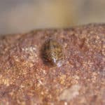 Water Penny Beetle Facts & Information Psephenidae) - Pond Informer