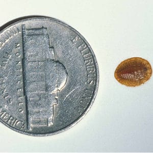 Water Penny Beetle Facts & Information Psephenidae) - Pond Informer