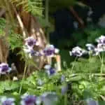 How to Plant & Grow Australian Violet (Viola hederacea) - Pond Informer