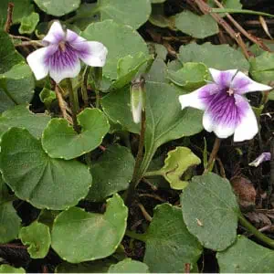 How to Plant & Grow Australian Violet (Viola hederacea) - Pond Informer