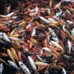 Complete Guide to Bekko Koi (Facts & Pics) - Pond Informer