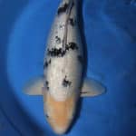 Complete Guide to Bekko Koi (Facts & Pics) - Pond Informer