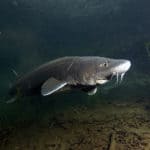 Can You Eat Sturgeon? (And Why You May Not Want To) - Pond Informer