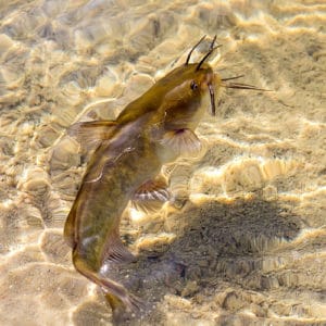 20 Lake Champlain Fish Species (Updated) - Pond Informer