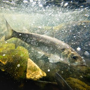 20 Lake Champlain Fish Species (Updated) - Pond Informer