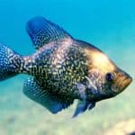 20 Lake Champlain Fish Species (Updated) - Pond Informer
