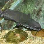 20 Lake Champlain Fish Species (Updated) - Pond Informer