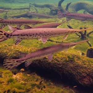 20 Lake Champlain Fish Species (Updated) - Pond Informer