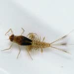 Mayfly Larvae Facts & Information Guide (Ephemeroptera) - Pond Informer