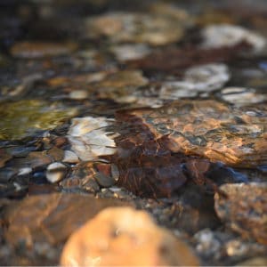 Mayfly Larvae Facts & Information Guide (Ephemeroptera) - Pond Informer