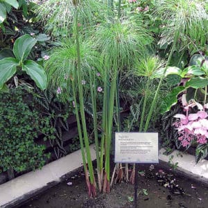 How to Plant & Grow Papyrus (Cyperus papyrus) - Pond Informer