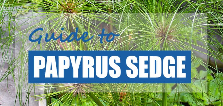 How to Plant & Grow Papyrus (Cyperus papyrus) - Pond Informer