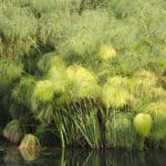 How to Plant & Grow Papyrus (Cyperus papyrus) - Pond Informer
