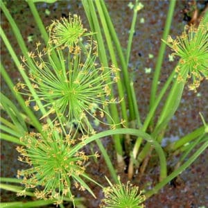How to Plant & Grow Papyrus (Cyperus papyrus) - Pond Informer