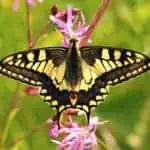 How to Plant & Grow Ragged Robin (Silene flos-cuculi) - Pond Informer