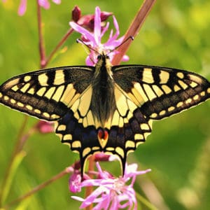 How to Plant & Grow Ragged Robin (Silene flos-cuculi) - Pond Informer