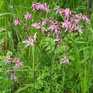 How to Plant & Grow Ragged Robin (Silene flos-cuculi) - Pond Informer