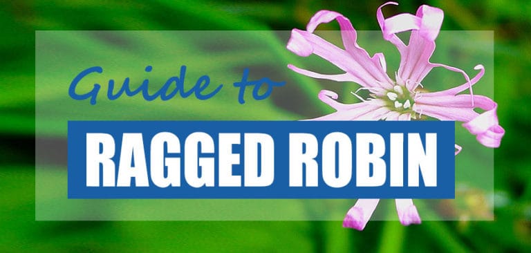 How to Plant & Grow Ragged Robin (Silene flos-cuculi) - Pond Informer