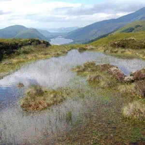 What Is a Bog? (Definition, Benefits & Facts) - Pond Informer