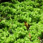What Is a Bog? (Definition, Benefits & Facts) - Pond Informer