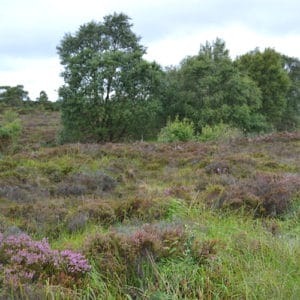 What Is a Bog? (Definition, Benefits & Facts) - Pond Informer