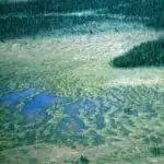 What Is a Bog? (Definition, Benefits & Facts) - Pond Informer