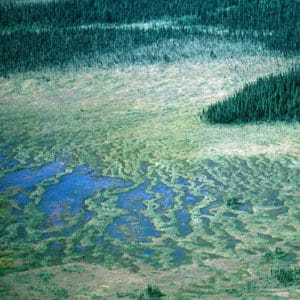 What Is a Bog? (Definition, Benefits & Facts) - Pond Informer