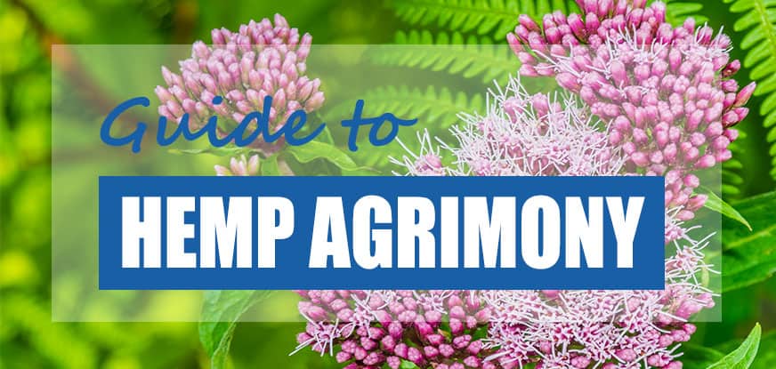 How to Plant & Grow Hemp Agrimony (Eupatorium cannabinum) - Pond Informer
