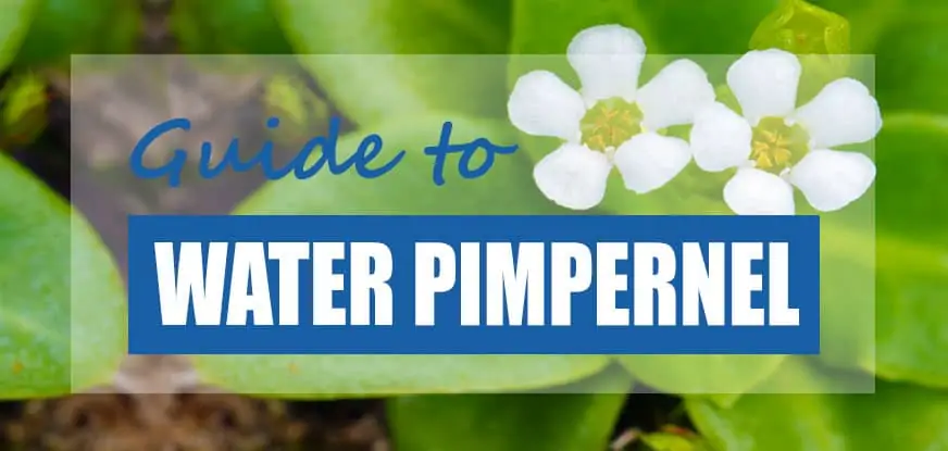 How to Plant & Grow Brookweed (Samolus valerandi) - Pond Informer