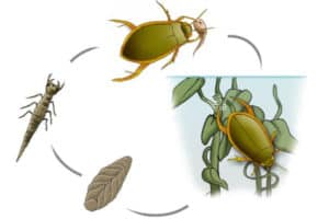 Diving Beetle Facts & Information (Dytiscidae) - Pond Informer