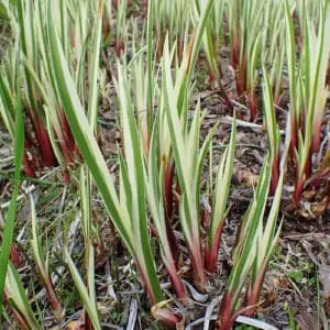 7 Edible Pond Plants (Top Picks) - Pond Informer