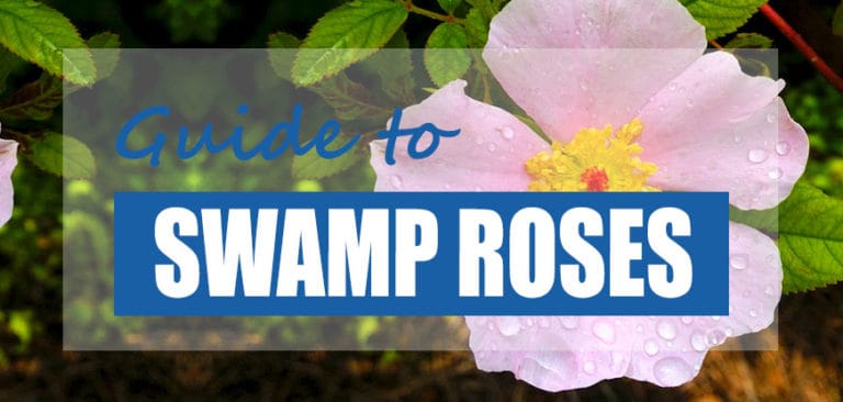 How to Plant & Grow Swamp Rose (Rosa palustris) - Pond Informer