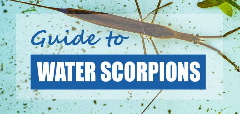 Water Scorpion Facts & Information 2022 (Nepidae) - Pond Informer