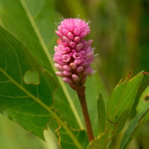 How to Plant & Grow Water Smartweed (Persicaria amphibia) - Pond Informer
