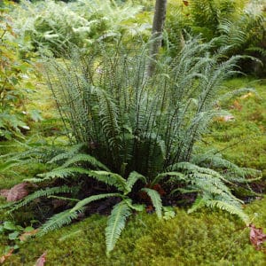 8 Ferns for Around Ponds (Top Pond Ferns) - Pond Informer