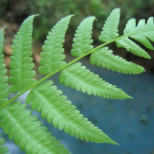8 Ferns for Around Ponds (Top Pond Ferns) - Pond Informer
